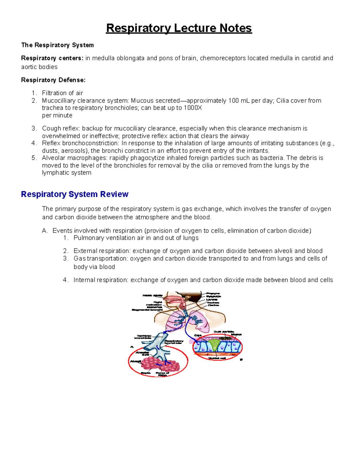 Respiratory System Lecture Notes (BIO 101) - Studocu
