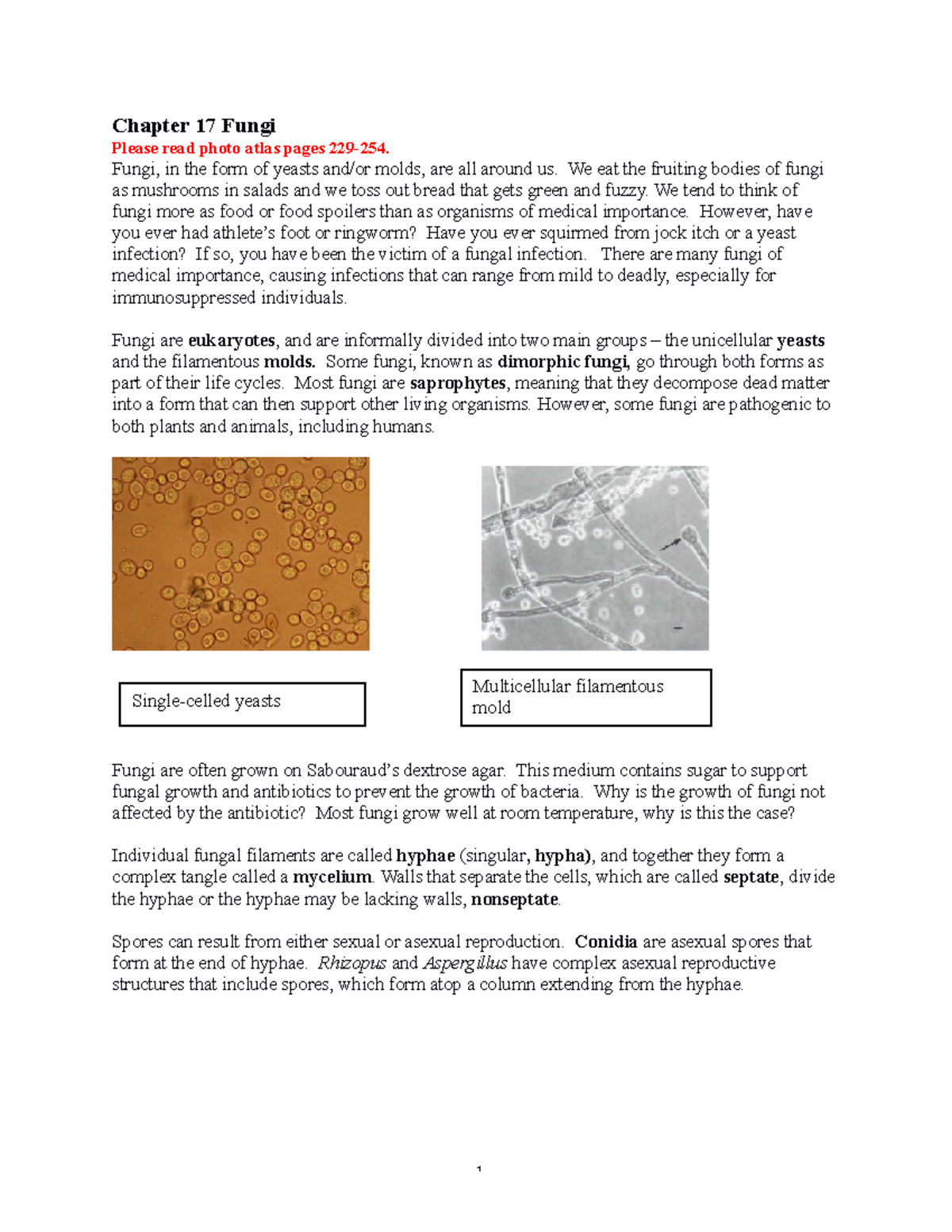 Chapter 17: Fungi Overview and Microscopic Structure Review - Studocu