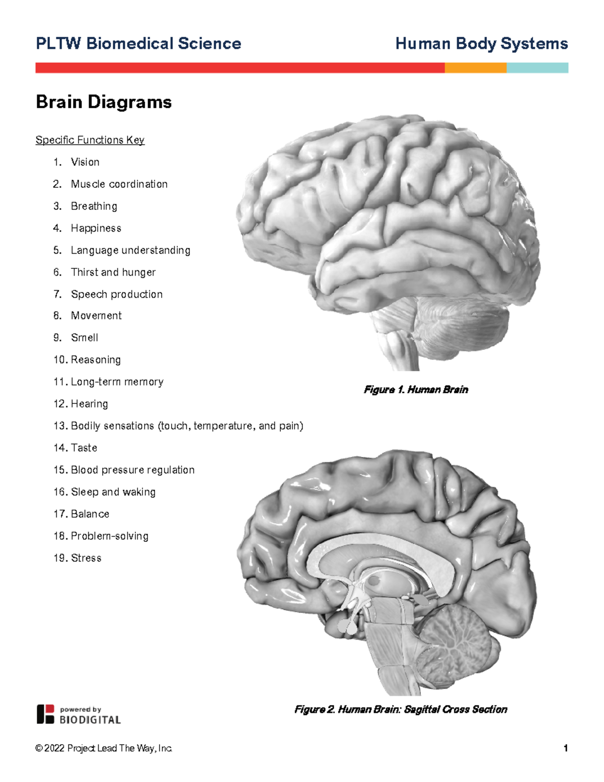 HBS 212 Brain Diagrams Sheet - PLTW Biomedical Science Human Body ...