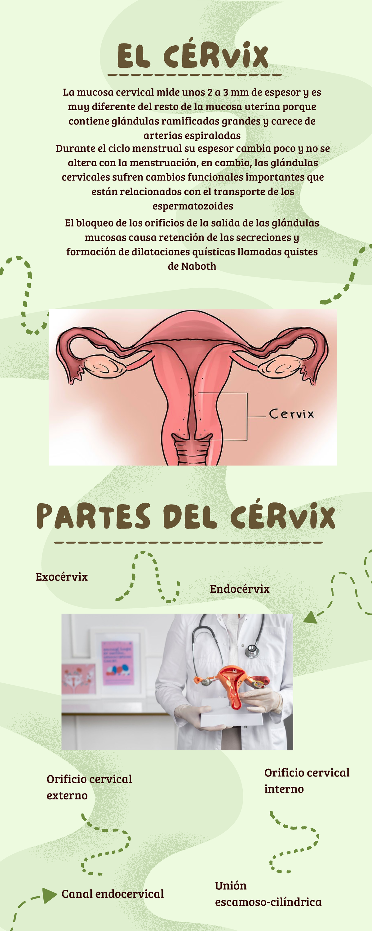Infografía del CÉRVIX - EL CÉRVIX Durante el ciclo menstrual su espesor ...