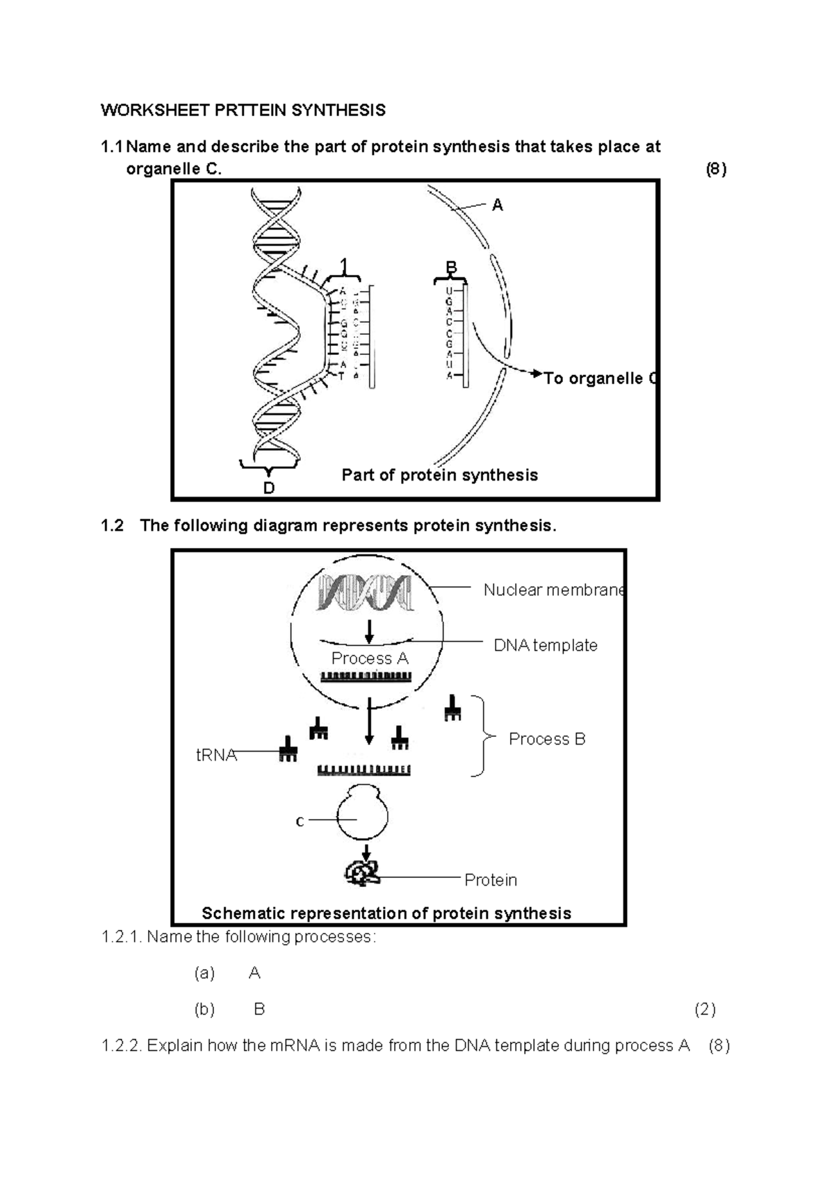 Protein Synthesis Worksheet PRTTEIN 1.1: Key Processes and Concepts ...