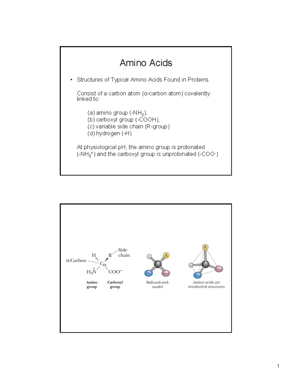 Amino Acids: Structures, Types, and Reactions - BIO101 Notes - Studocu