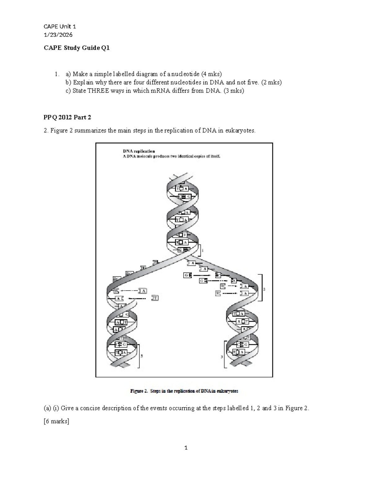 CAPE Unit 1 DNA to Protein Study Guide and Practice Questions - Studocu
