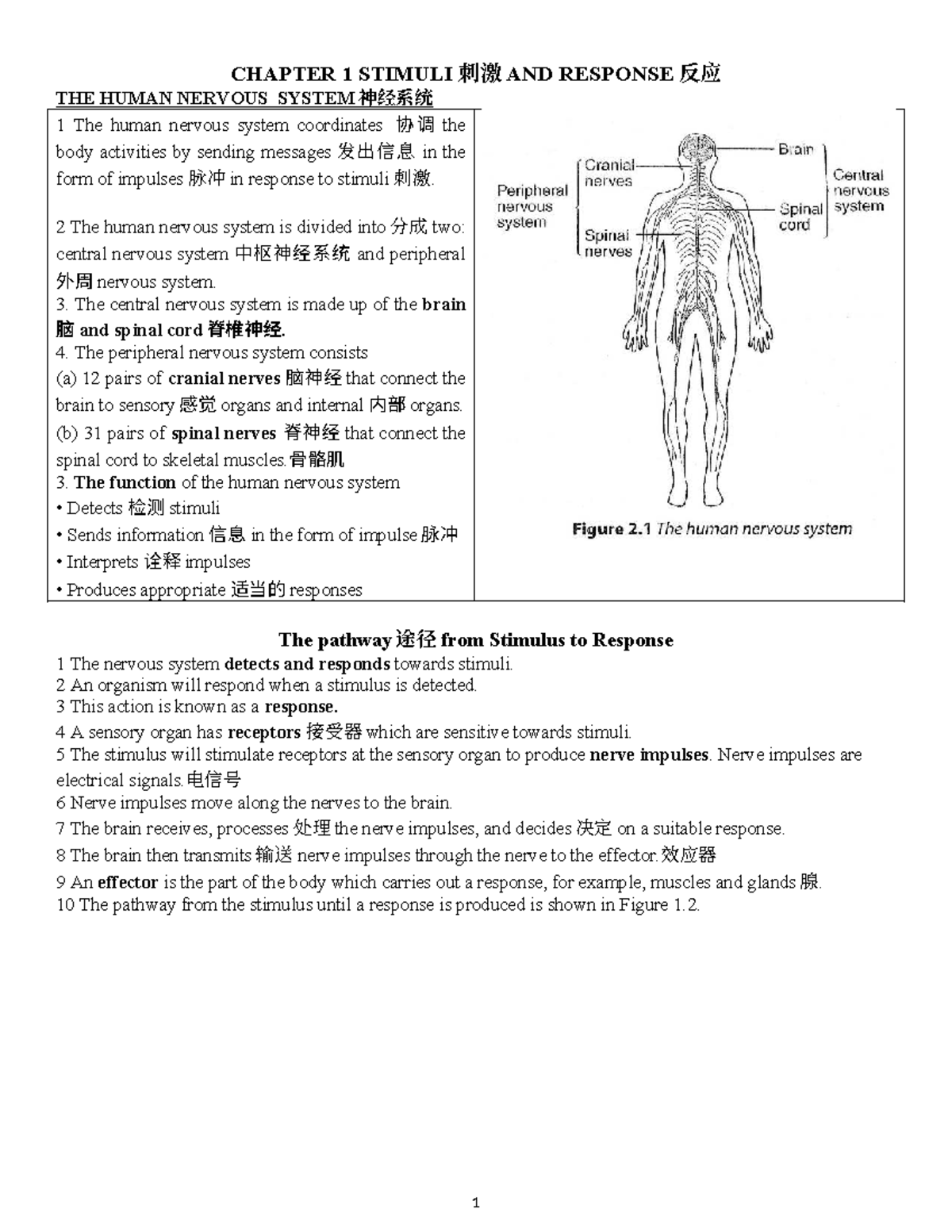 F3 Chapter 1: The Human Nervous System - Stimuli and Response - Studocu