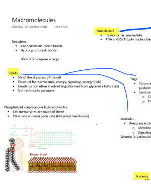 PMLS2C L4: Comprehensive Guide to Dermal Puncture Techniques - Studocu