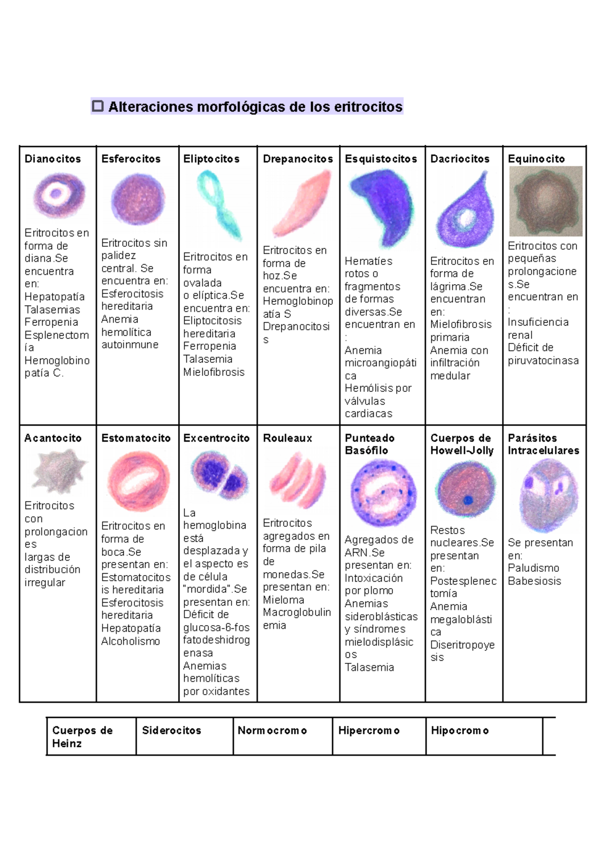 Alteraciones morfológicas de los eritrocitos y su impacto clínico - Studocu