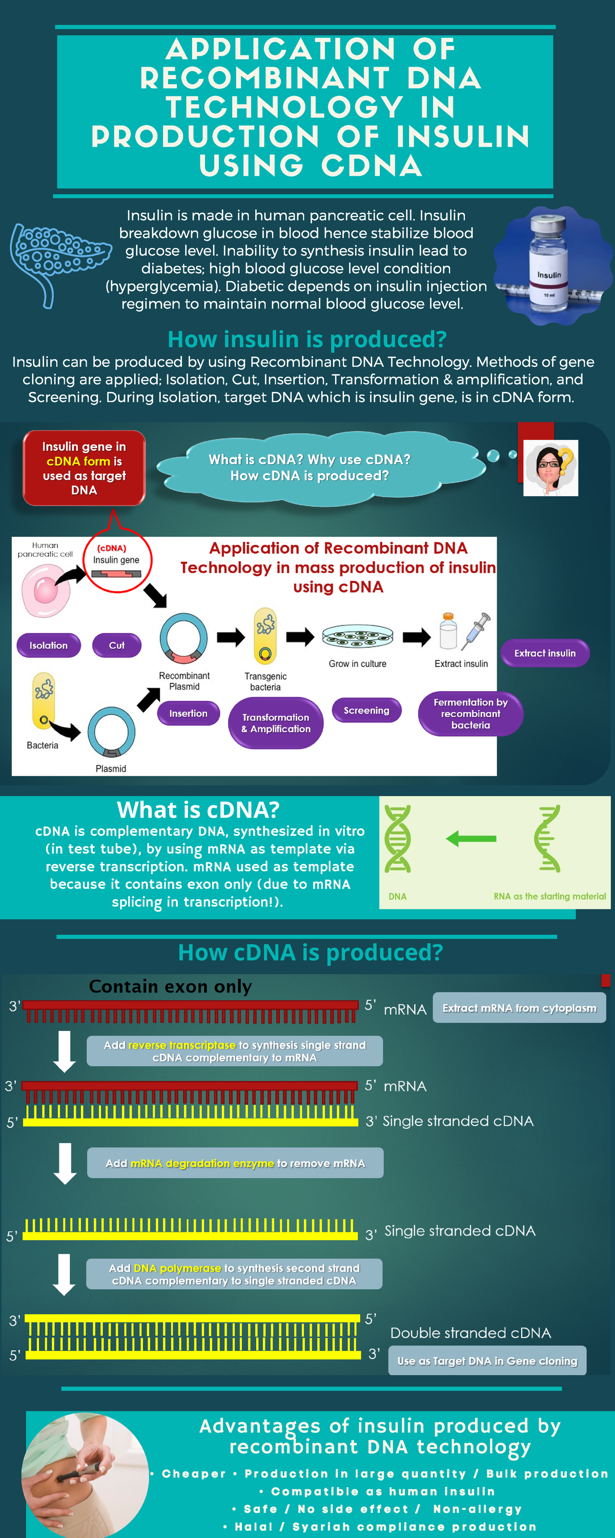 C DNA Insulin Gene Production: Application of Recombinant DNA Tech ...