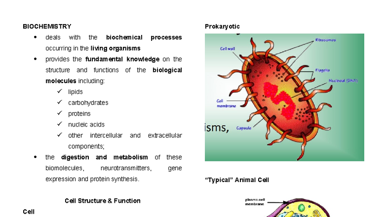 BIOCHEMISTRY L1: Prokaryotic & Eukaryotic Cell Structures and Functions ...