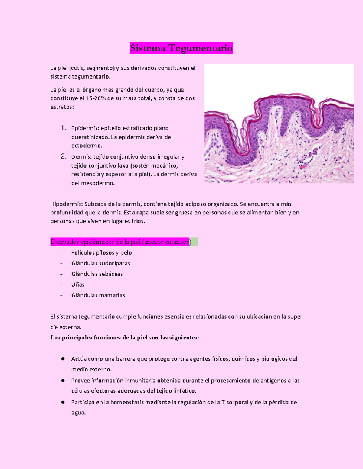 PIEL - Notas de Histología del Sistema Tegumentario (Genneser, 2022) - Studocu