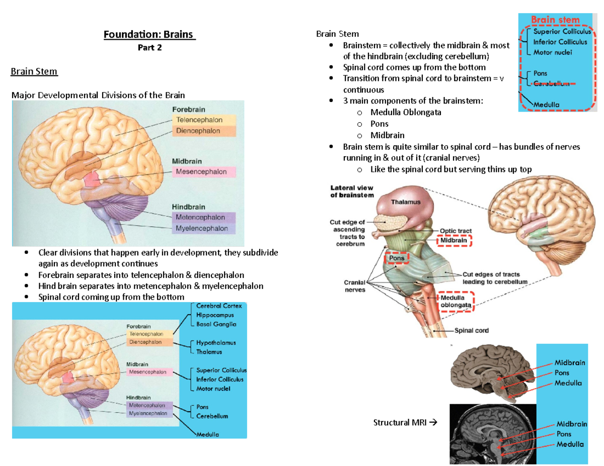 Foundation - Brains Pt. 2 (Brainstem, Subcortical Structures, Cerebral ...