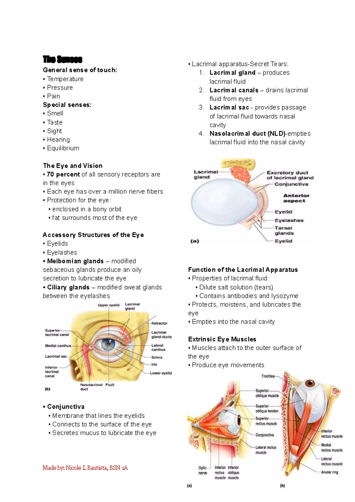 Senses Lecture Notes - Anatomy & Functions of Human Senses - Studocu