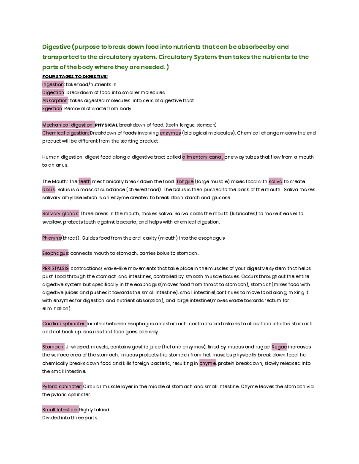 Grade 11 University Biology: Digestive System Overview and Functions ...