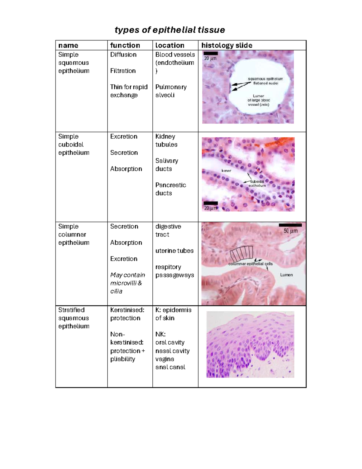 Epithelial Tissue Types: Functions and Locations Explained - Studocu