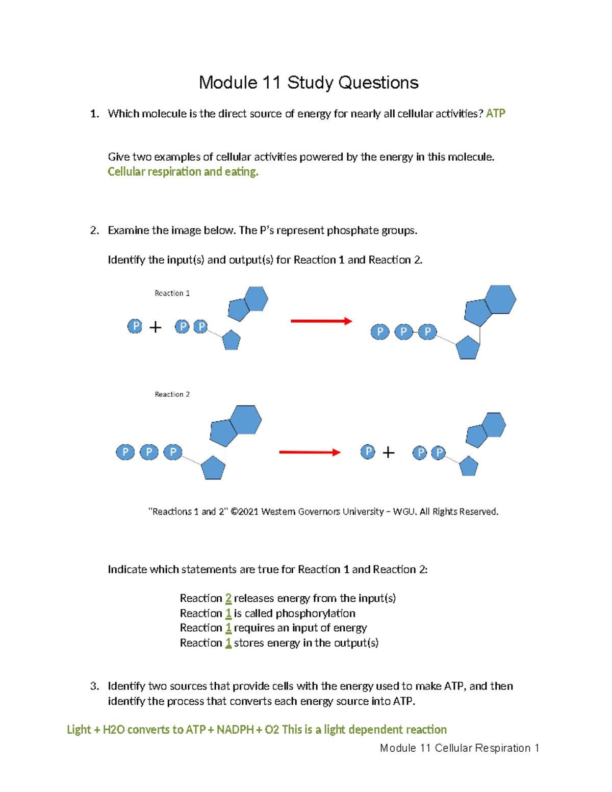 C190.v3 Module 11 Study Questions on Cellular Respiration and ...