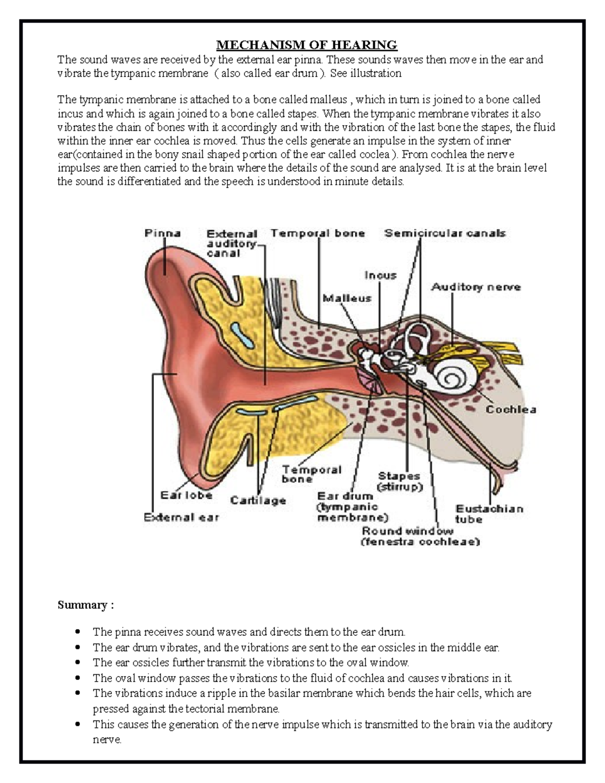 mechanism OF Hearing physiology - MECHANISM OF HEARING The sound waves ...