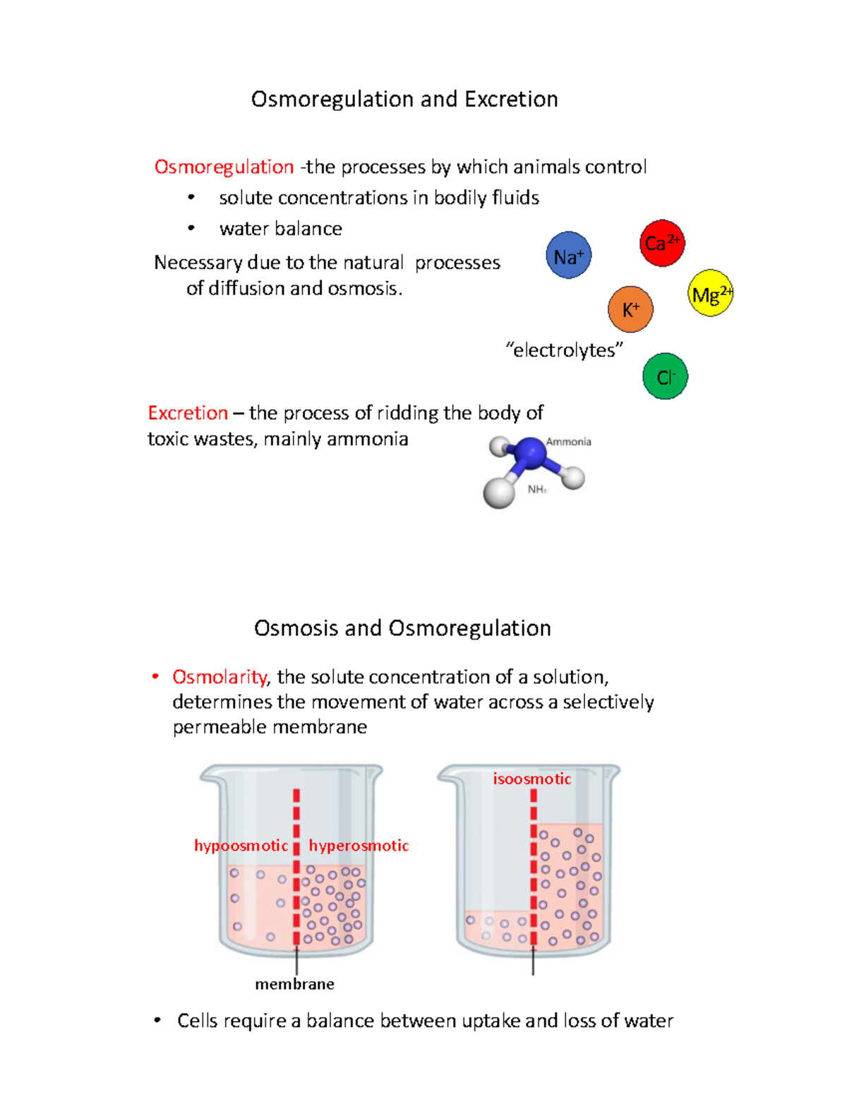 Osmoregulation & Excretion in Animals - BIO101 Lecture Notes - Studocu