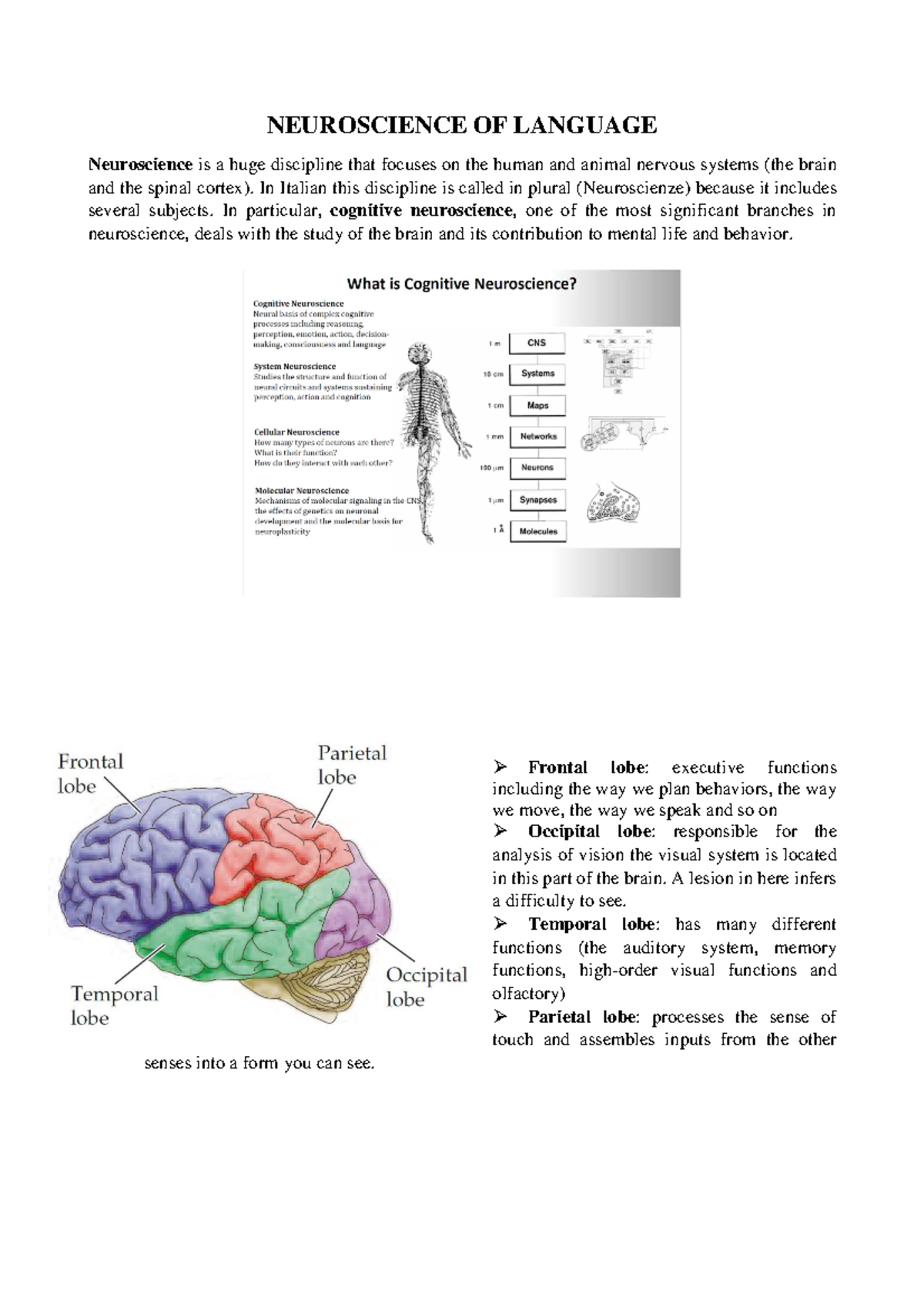 Neuroscience of Language: Insights into Cognitive Neuroscience Concepts ...