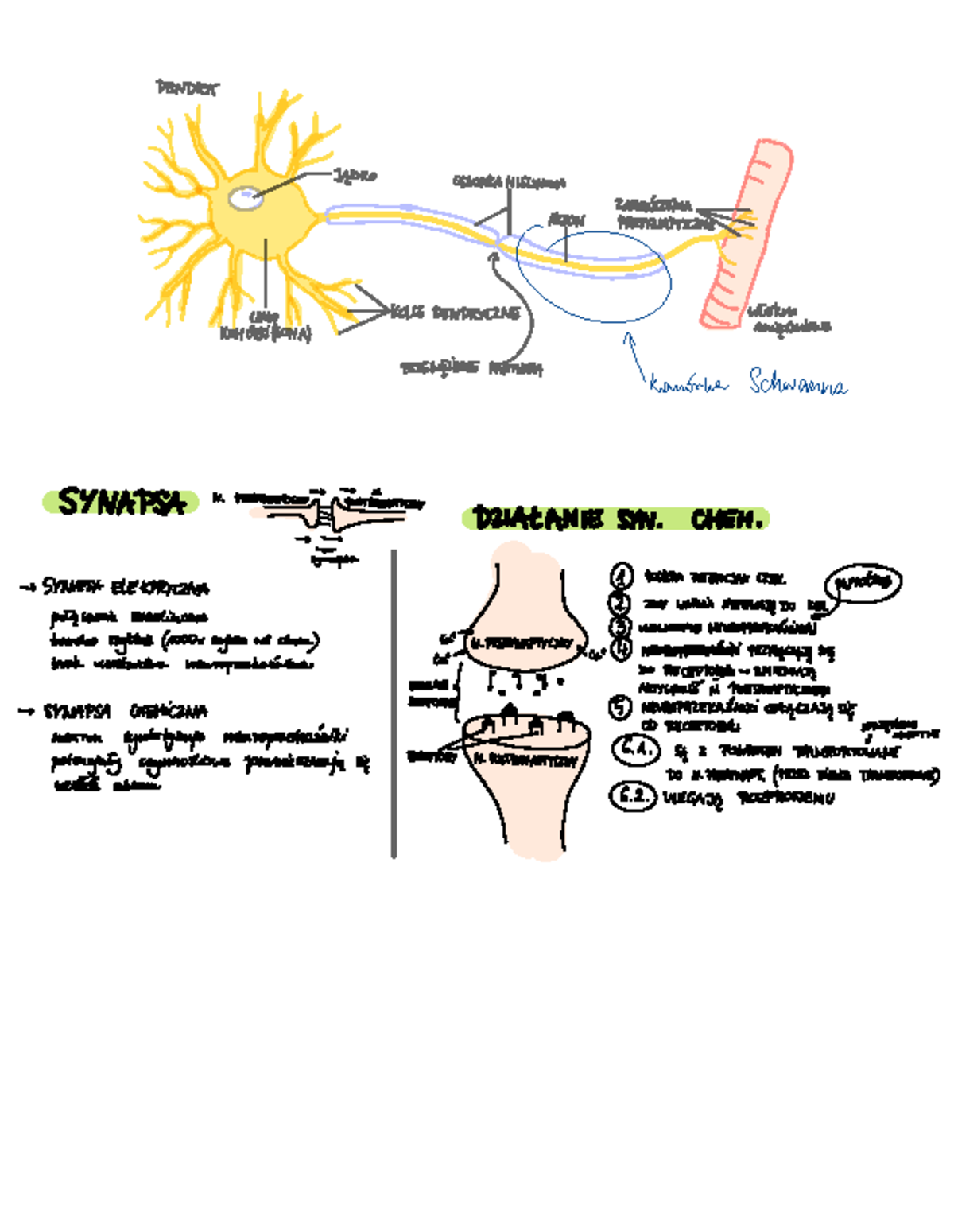 Synapsa - Budowa neuronu, rodzaje synaps, działanie synapsy chemicznej ...