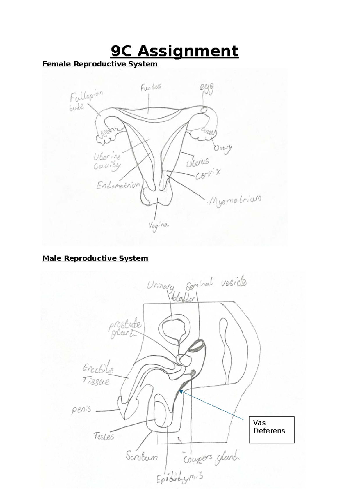 9C Assignment: Male & Female Reproductive Systems and Conception - Studocu