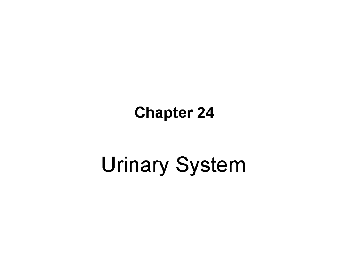 Chapter 24: Overview of the Urinary System Functions and Processes - Chapter 24 Urinary System ...