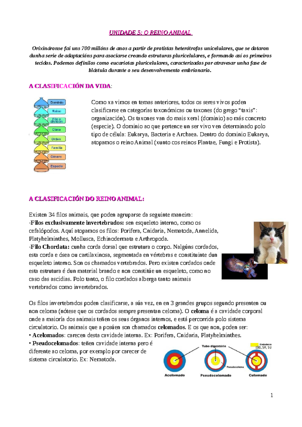 UNIDADE 5: CLASIFICACIÓN DO REINO ANIMAL - Studocu