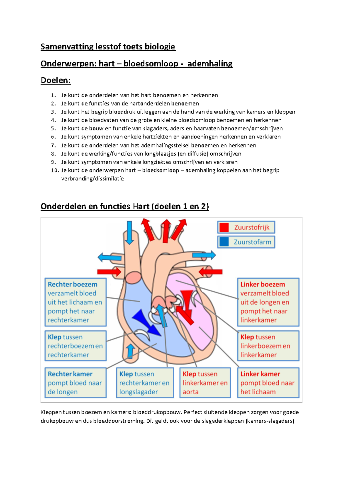Samenvatting Biologie Toets: Hart, Bloedsomloop en Ademhaling - Studeersnel