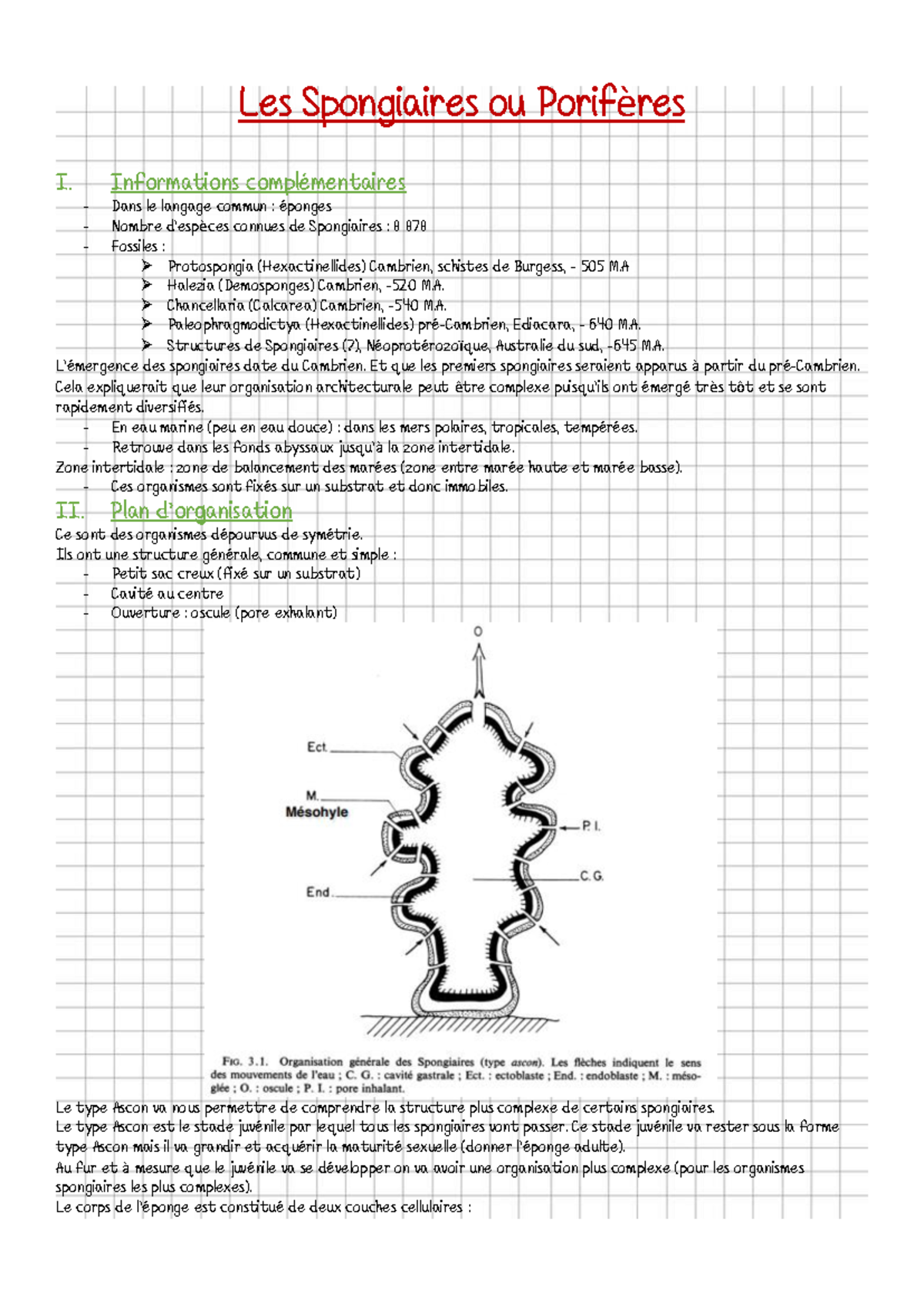 Les Spongiaires - Chapitre 2 : Anatomie, Nutrition et Reproduction ...