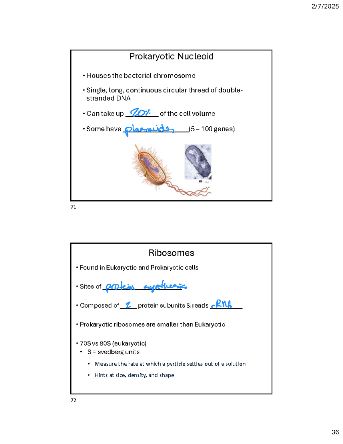 Cells and Organelles: A Detailed Study Guide (BIO 101) - Studocu