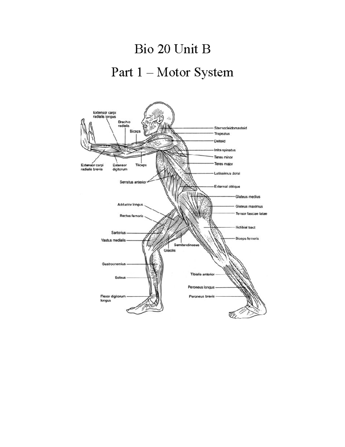 Bio 20 Unit B: Explore the Motor & Respiratory Systems Insights - Studocu