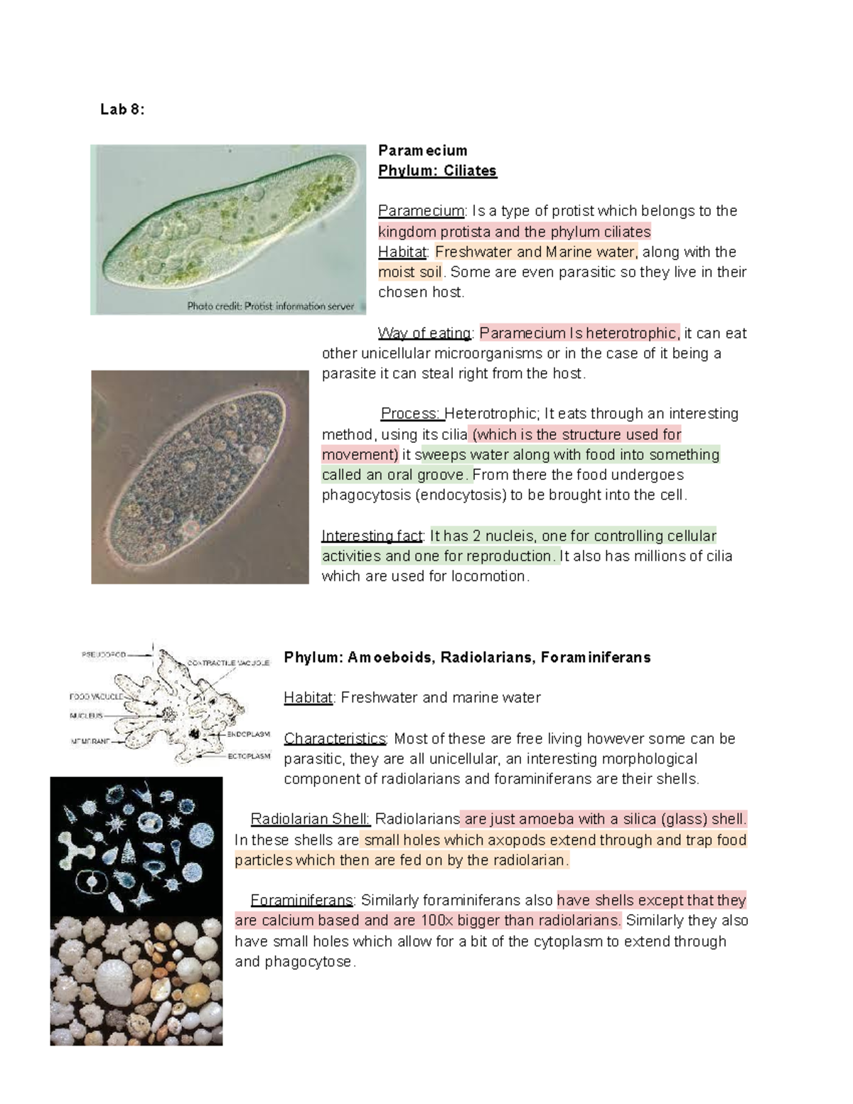 Bio 10 Exam 5A Review: Lab Notes on Protists and Algae - Studocu