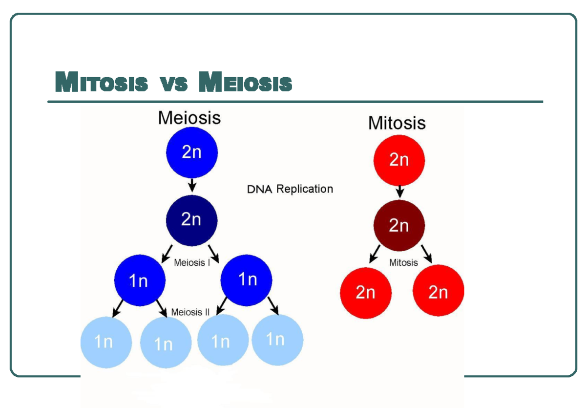 Meiosis vs Mitosis: Understanding Sexual Reproduction & Genetics - Studocu