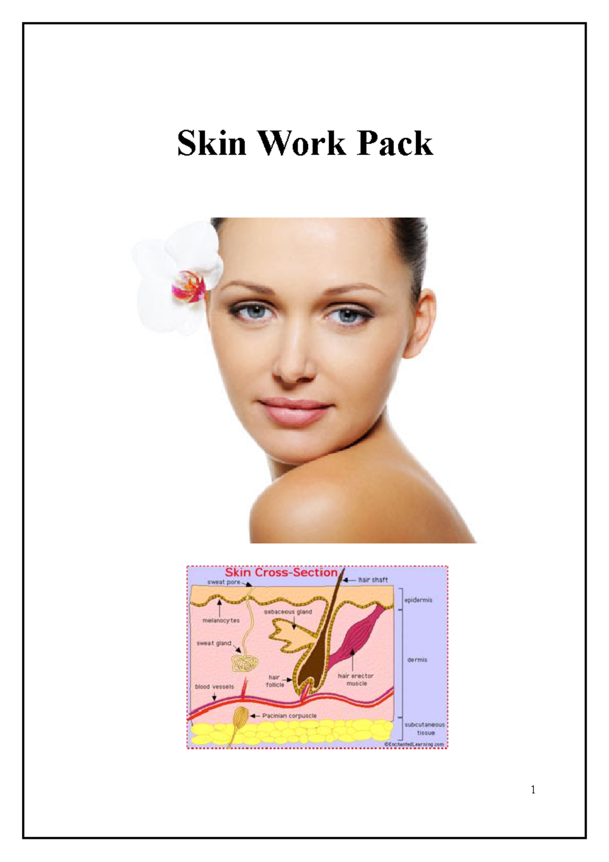 Skin Work Pack 20: Structure, Functions & Pathologies Explained - Studocu