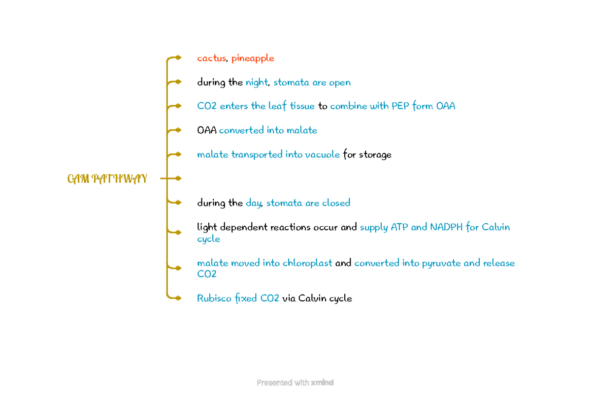 7 CAM Pathway - Mind Map - Biology 2 - CAM PATHWAY cactus, pineapple during the night, stomata ...