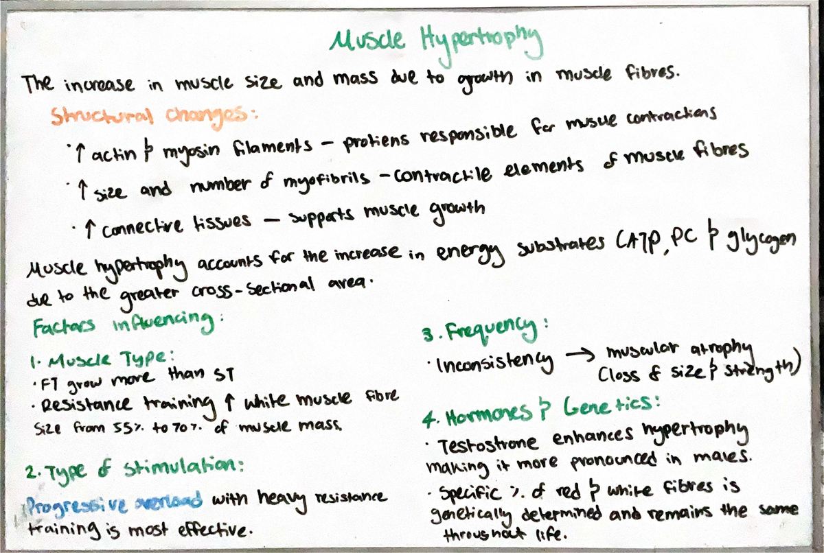 Muscle Hypertrophy: Factors Influencing Growth and Training Effects ...