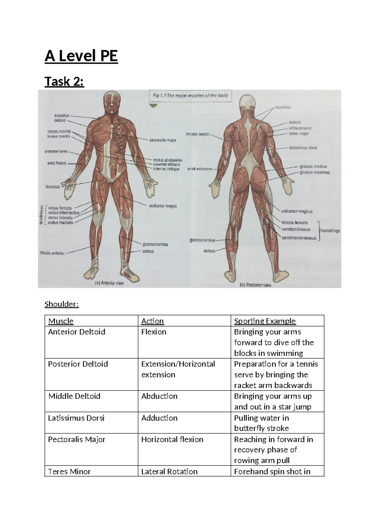 PE task 2 - PE task - A Level PE Task 2: Shoulder: Muscle Action ...