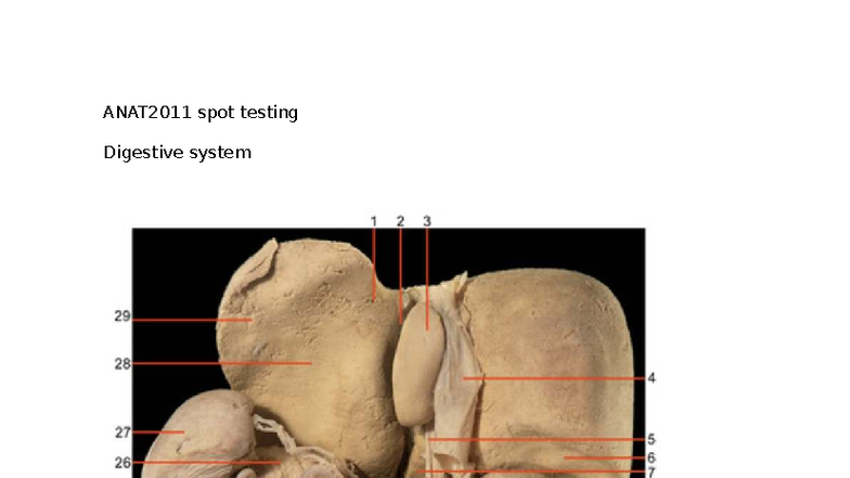 ANAT2011 Spot Testing: Key Structures of the Digestive System - Studocu