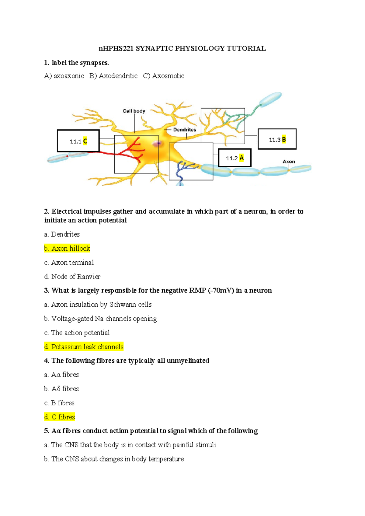 nHPHS221 SYNAPTIC PHYSIOLOGY TUTORIAL MEMO & ANSWERS - Studocu
