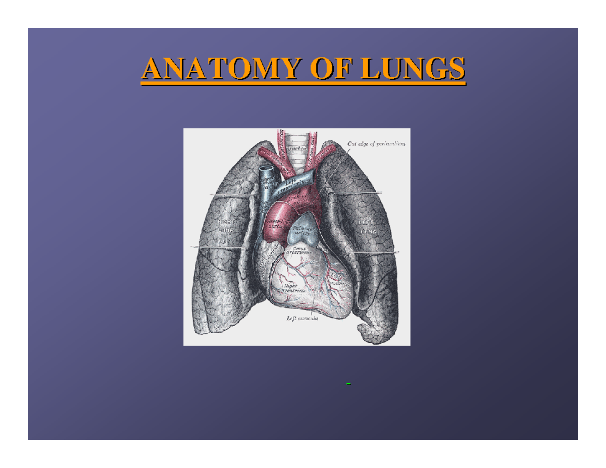ANATOMY OF LUNGS: Comprehensive Essay Notes for Study - Studocu