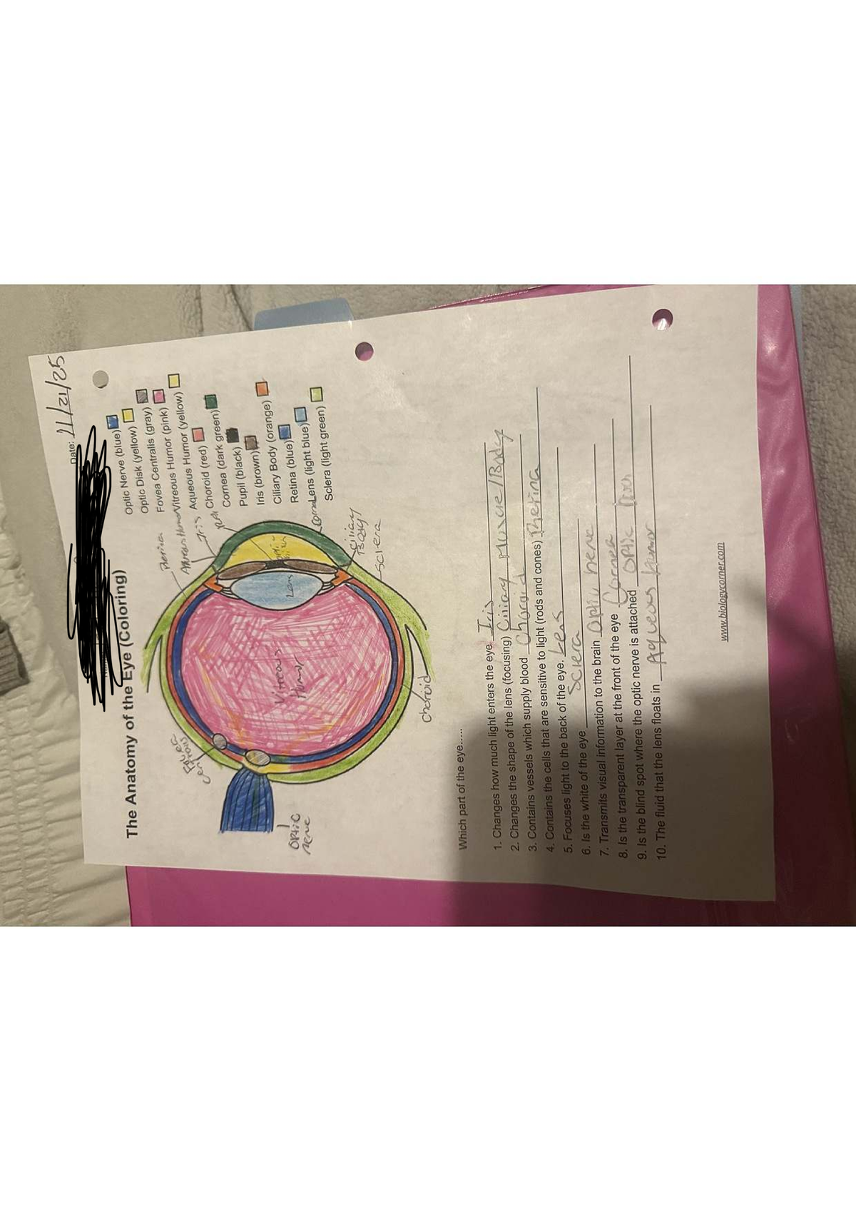 Merged 75 - Anatomy of the Eye: Coloring & Functions - Studocu