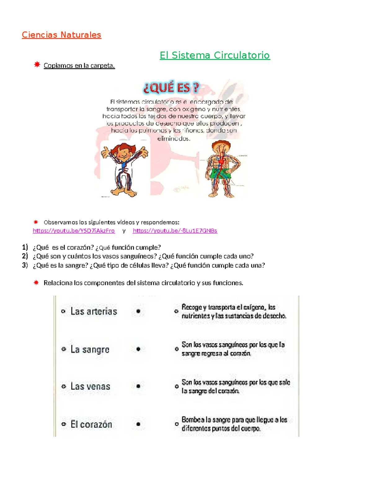 3° El sistema circulatorio - Ciencias Naturales El Sistema Circulatorio ...