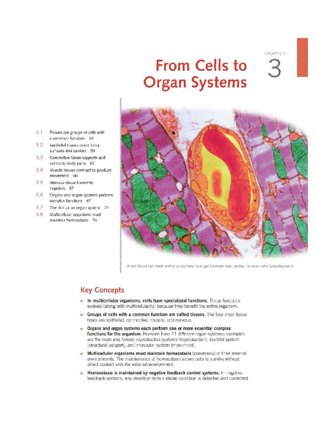 CHAPTER 3: From Cells to Organ Systems - Tissues, Organs, and ...
