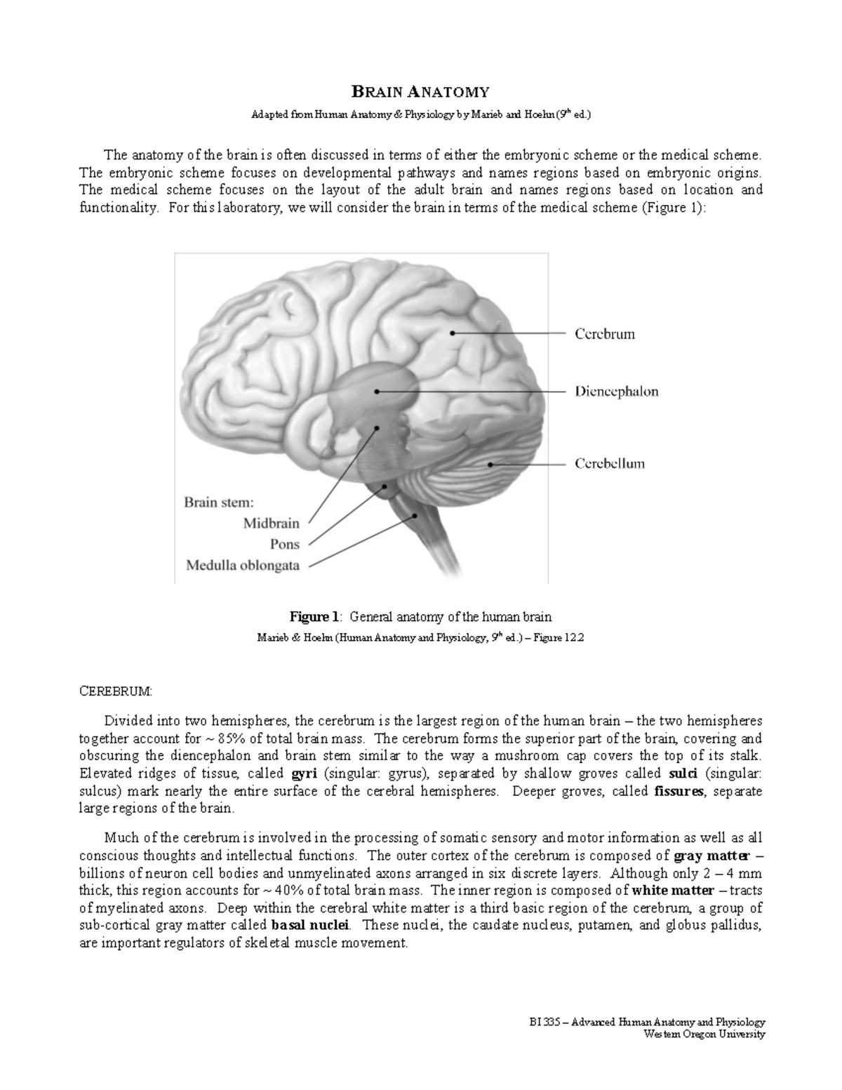 Anatomy of the Iris: Detailed Overview for TRIS 226 Lecture Notes - Studocu