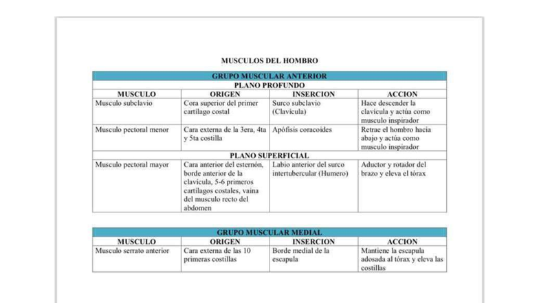 MUSCULOS DEL HOMBRO Y BRAZO - ANATOMIA (MUSC 101) - Studocu