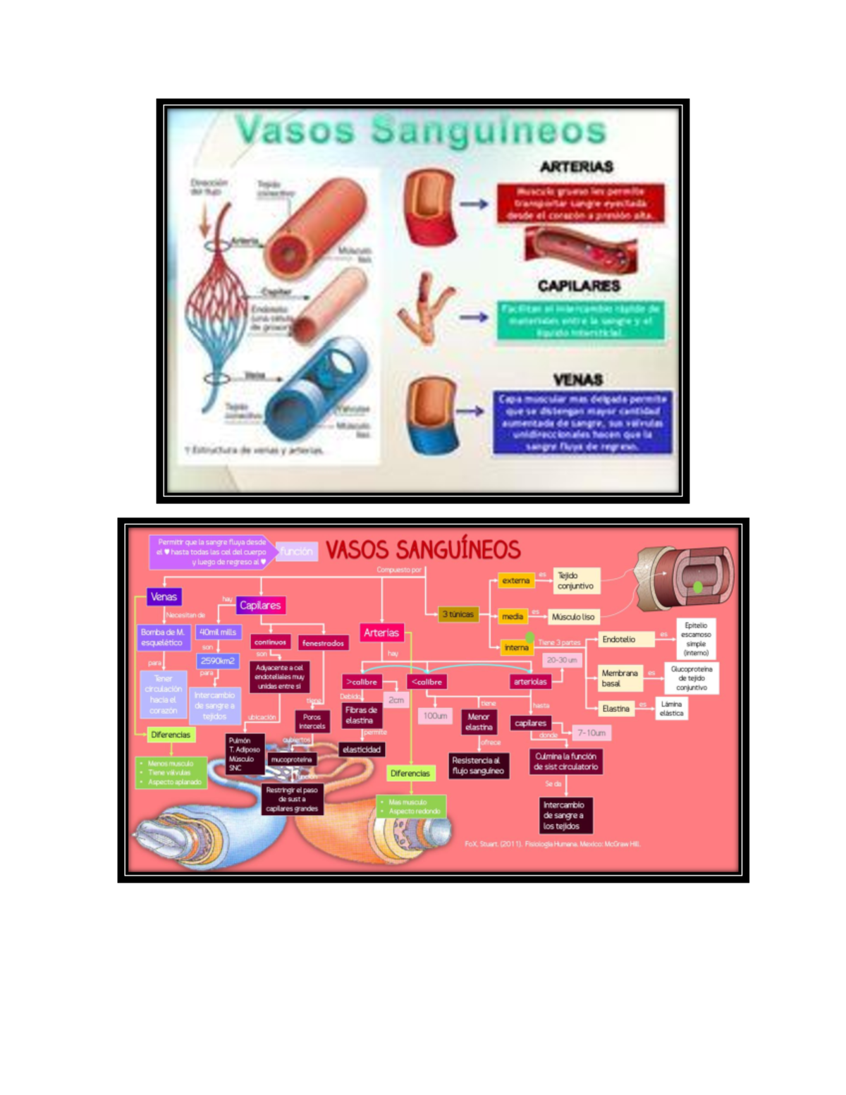 Vasos Sanguíneos: Arterias, Capilares y Venas - Funciones y Estructura ...