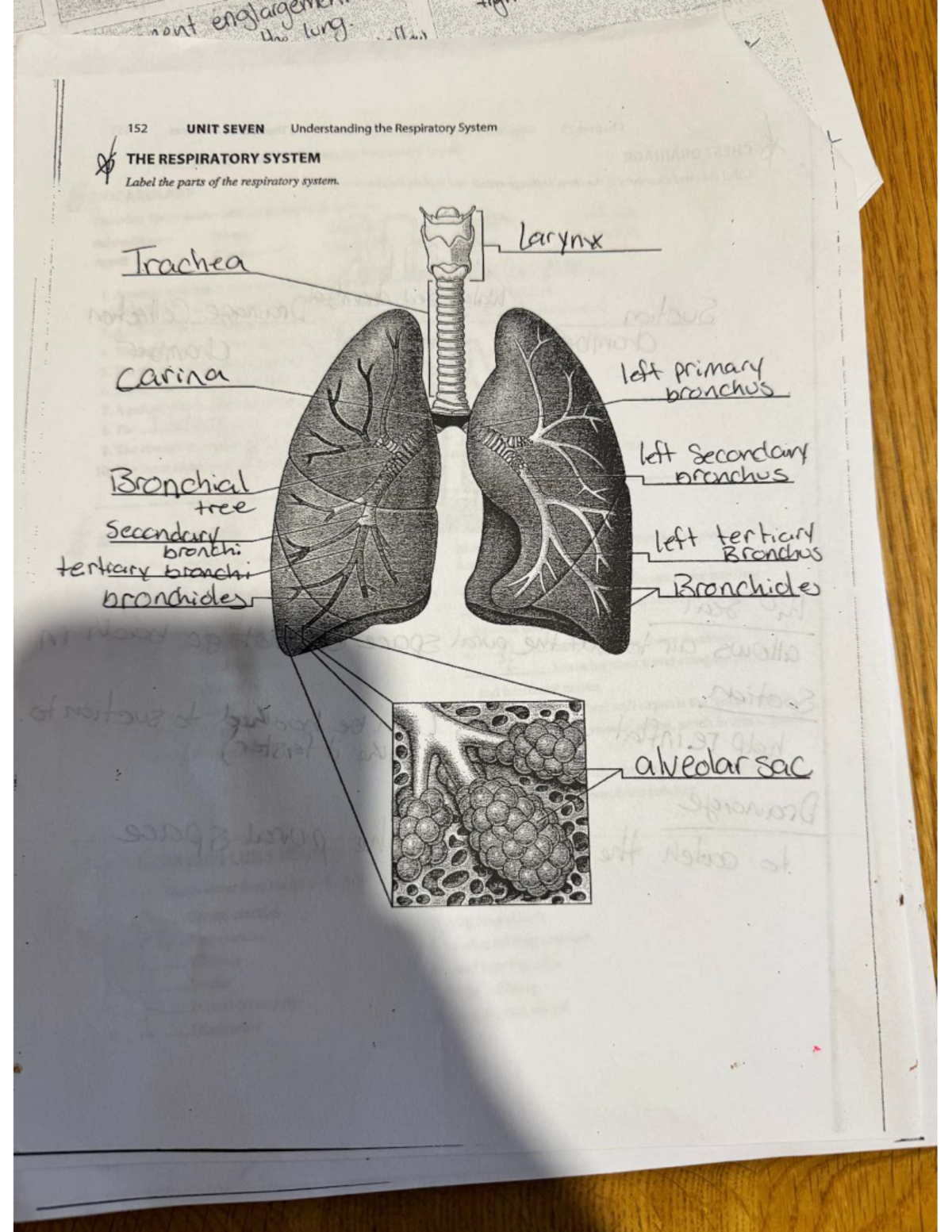 BIO 152 Unit 7: Understanding the Respiratory System - Studocu