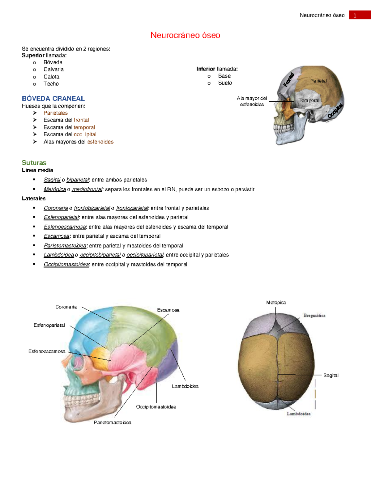 Neurocraneo y vicerocraneo - Coronaria Esfenoparietal Escamosa ...