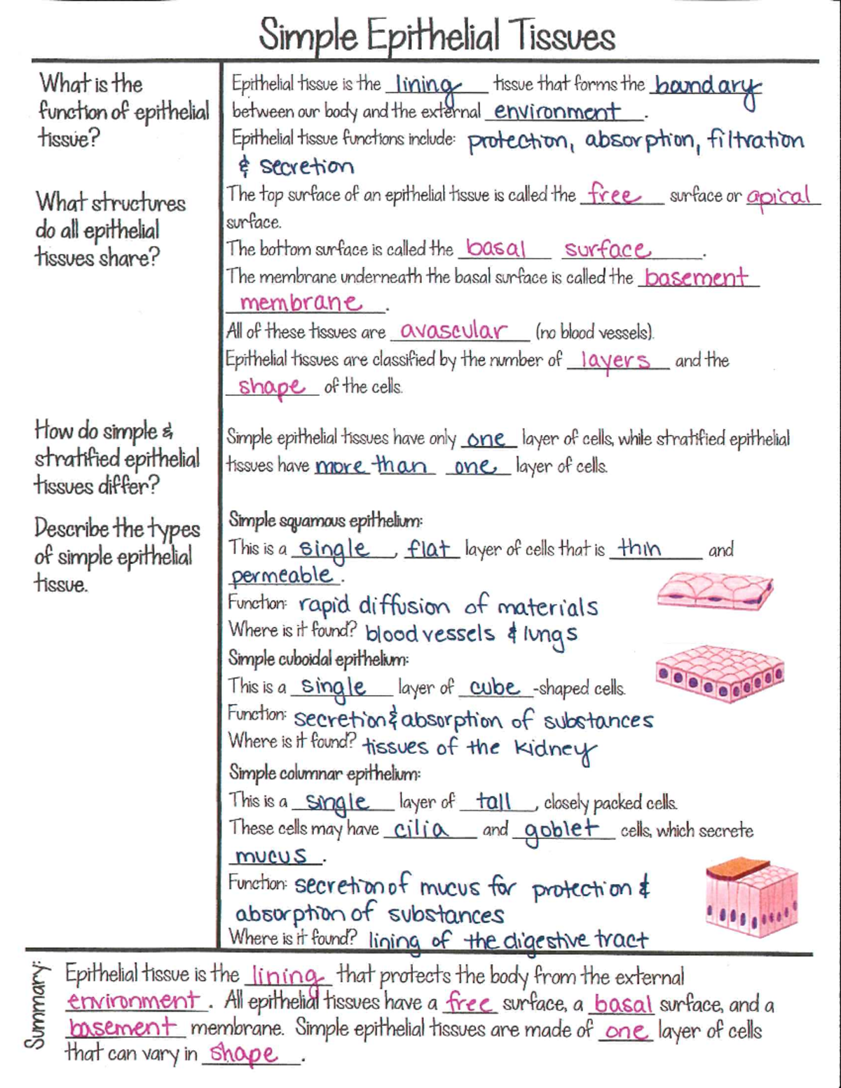 CS101 Final Exam Prep: Overview of Epithelial Tissues - Studocu