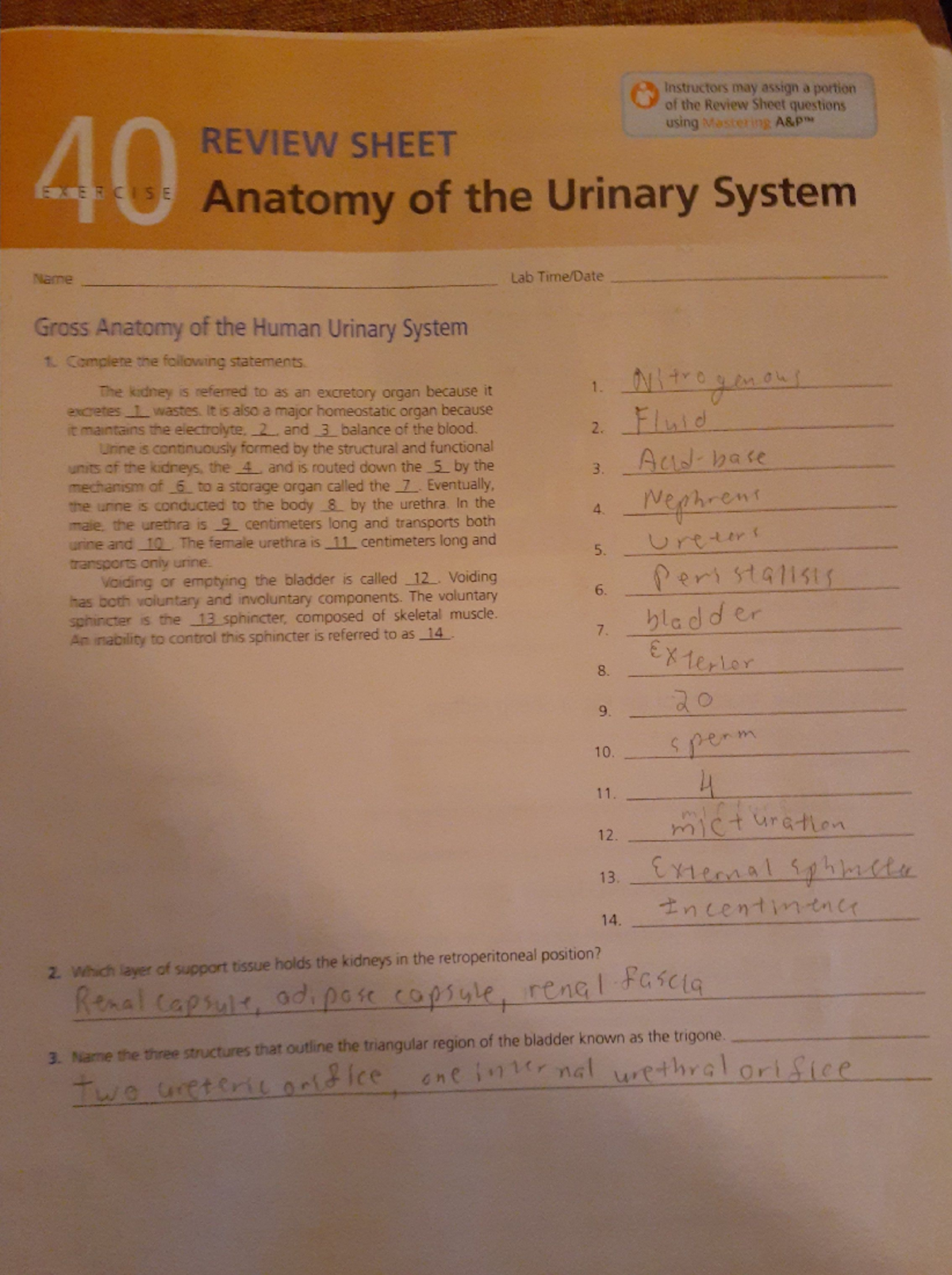 Review Sheet 40: Anatomy of the Urinary System A&P 2 Exam Prep - Studocu