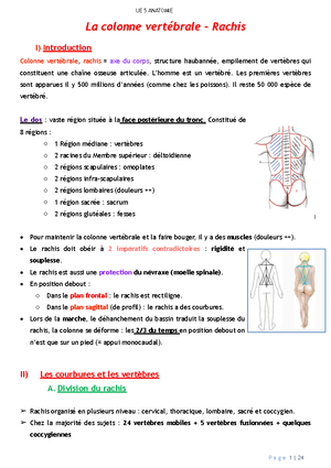 Le pelvis féminin - Le pelvis féminin La topographie pelvienne Le ...