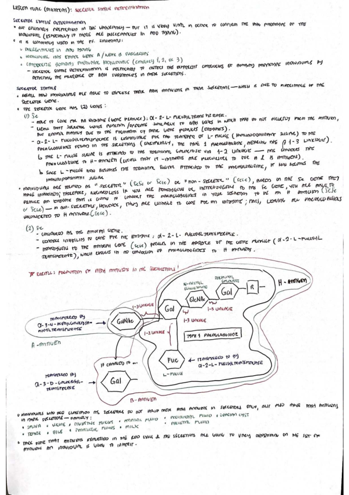 LESSON INVOICEMS: SECRETOR STATUS DETERMINATION AND PHENOMENA - Studocu